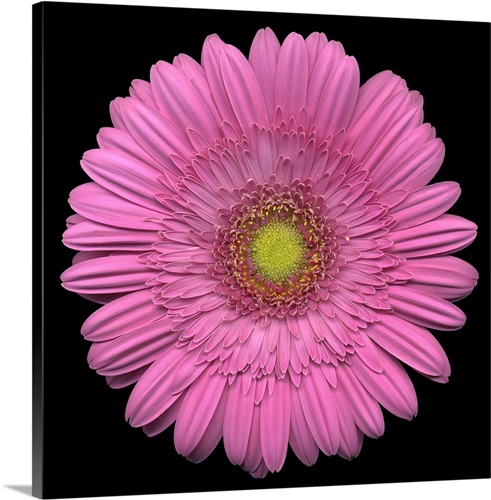 Single Pink Daisy 4 | Great Big Canvas