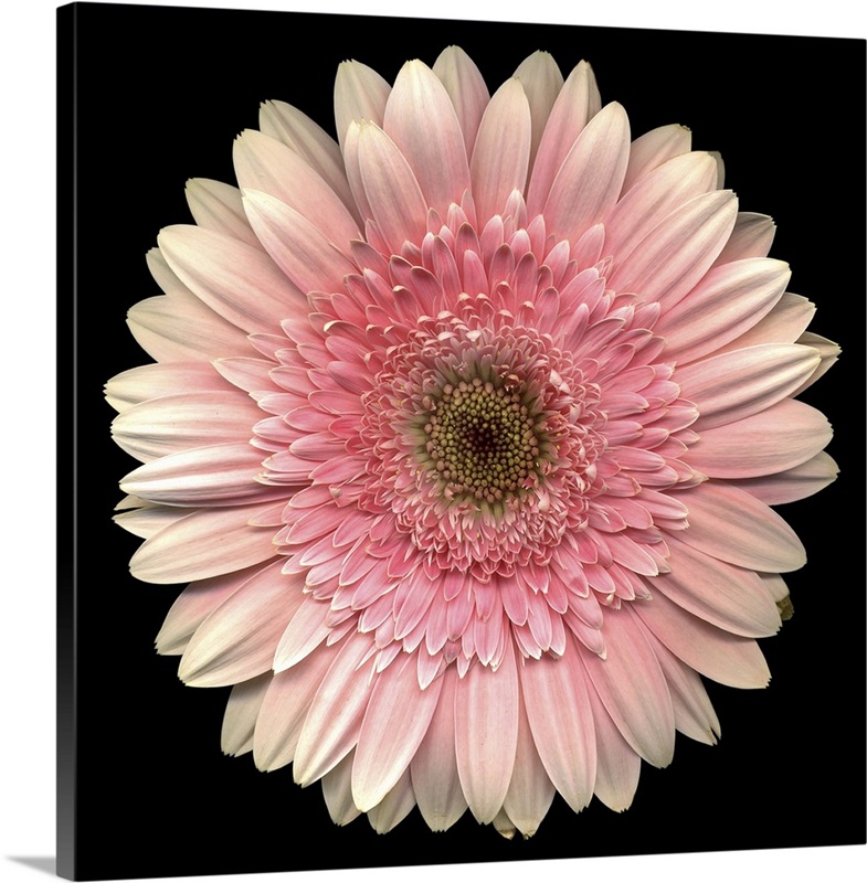 Single Pink Daisy 9 | Great Big Canvas