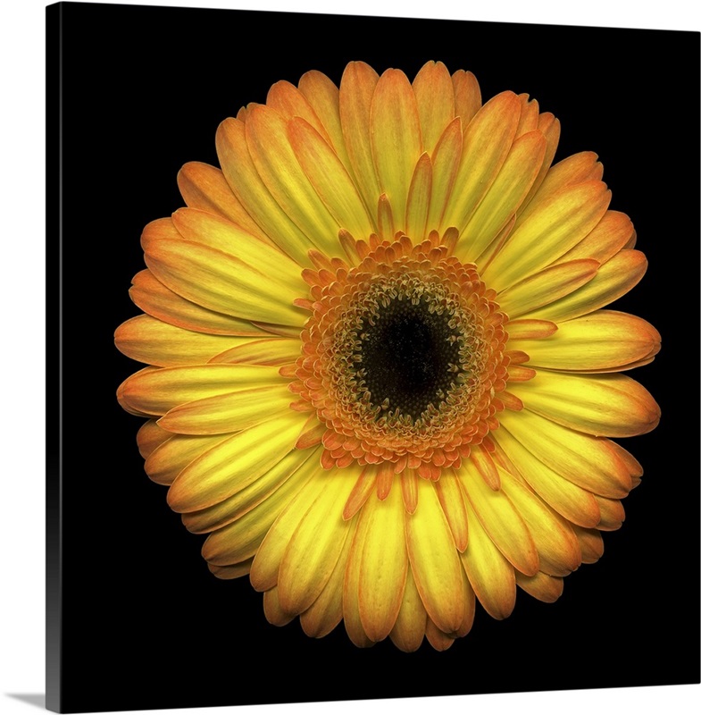 Single Yellow Daisy 1 | Great Big Canvas