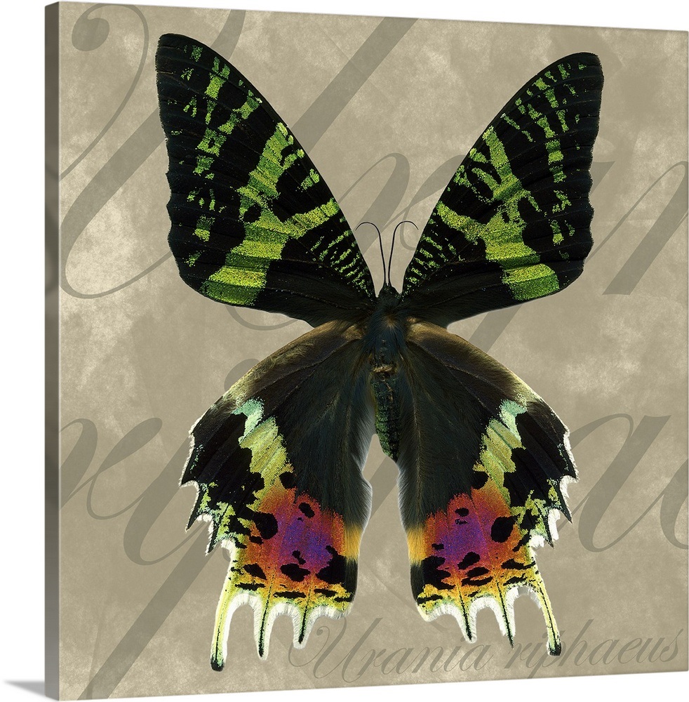 Sunset Moth Wall Art, Canvas Prints, Framed Prints, Wall Peels | Great ...