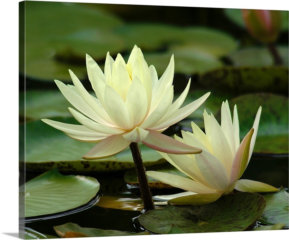 Yellow Water Lilies Wall Art, Canvas Prints, Framed Prints, Wall Peels ...