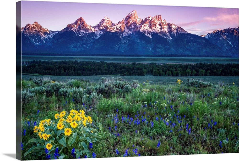 The Grand Tetons at Sunrise, Grand Teton National Park, Wyoming Wall ...