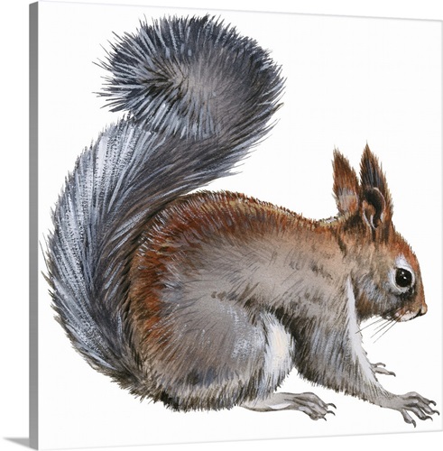 Abert's Squirrel (Sciurus Aberti) | Great Big Canvas