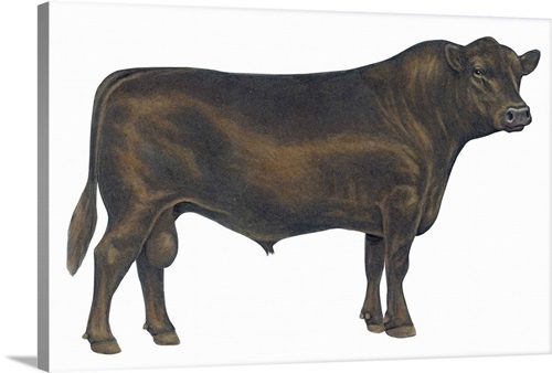 Angus Bull, Beef Cattle | Great Big Canvas