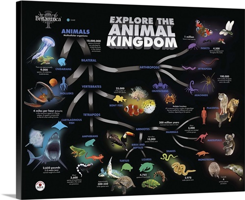 Animal Kingdom Educational Poster | Great Big Canvas