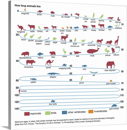 Animal Life Spans | Great Big Canvas