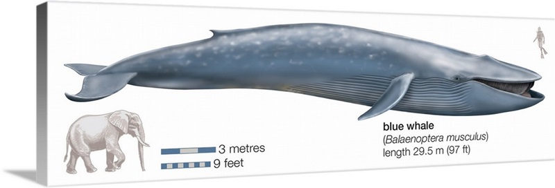 Blue Whale (Balaenoptera Musculus) | Great Big Canvas