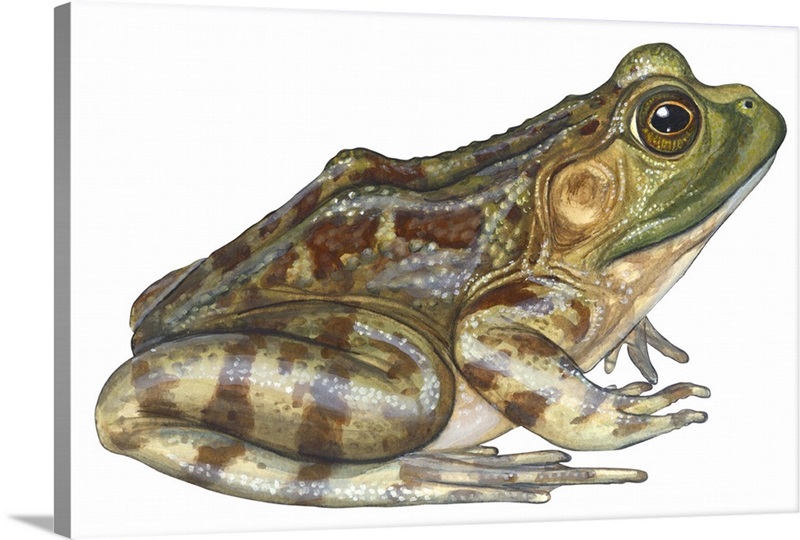 Bullfrog | Great Big Canvas