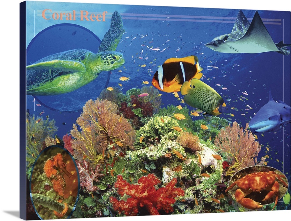 Coral Reef Wall Art, Canvas Prints, Framed Prints, Wall Peels | Great ...