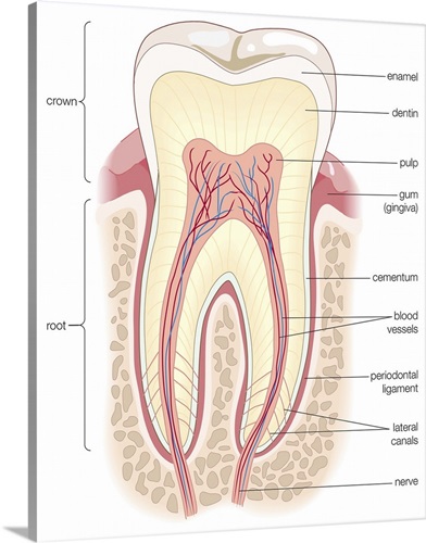 Cross section of an adult molar. dentistry, tooth, teeth | Great Big Canvas
