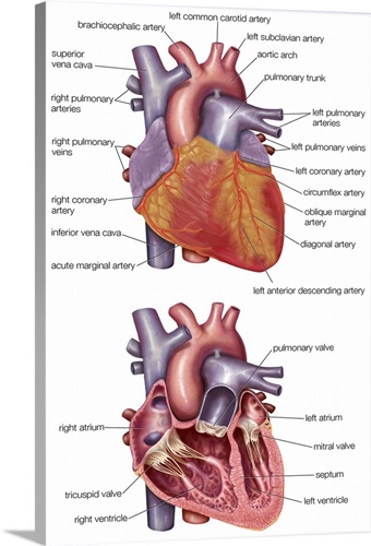 Cross-section of human heart. cardiovascular system | Great Big Canvas