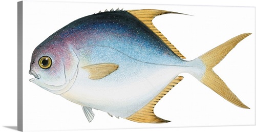 Permit (Trachinotus Falcatus) | Great Big Canvas