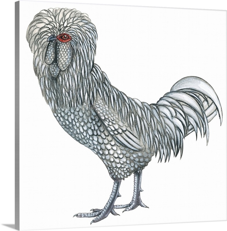 Polish (Gallus Gallus Domesticus) Illustration Wall Art, Canvas Prints ...
