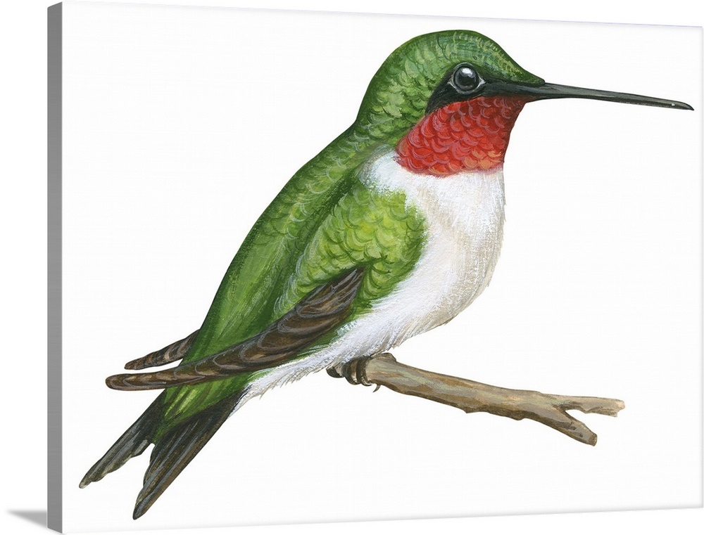 Ruby-Throated Hummingbird (Archilochus Colubris) Illustration Wall Art, Canvas Prints, Framed ...