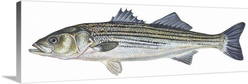 Striped Bass (Roccus Saxatilis) | Great Big Canvas