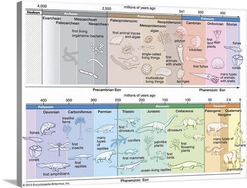 Timeline of Life on Earth | Great Big Canvas