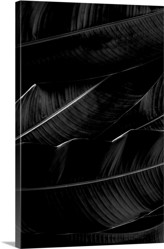 X-Ray No. 4 | Great Big Canvas