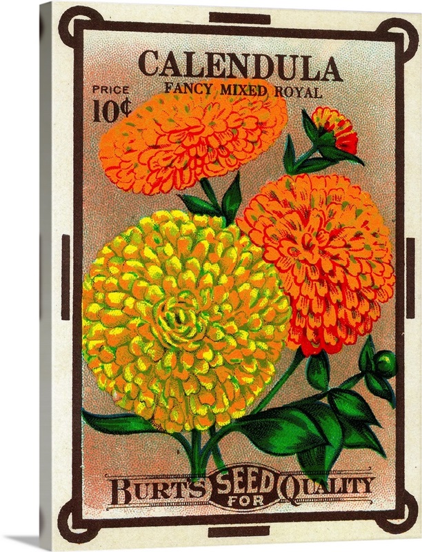 Calendula Seed Packet | Great Big Canvas
