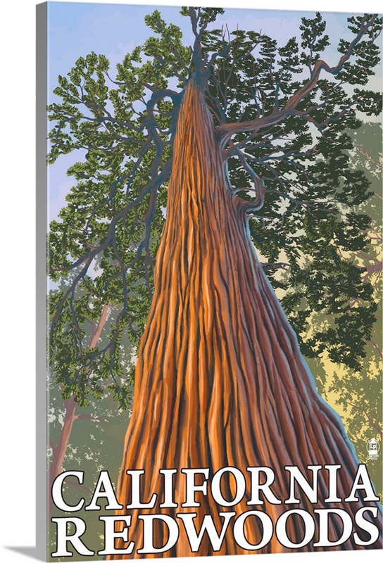 California Redwoods - Looking Up Tree: Retro Travel Poster | Great Big ...