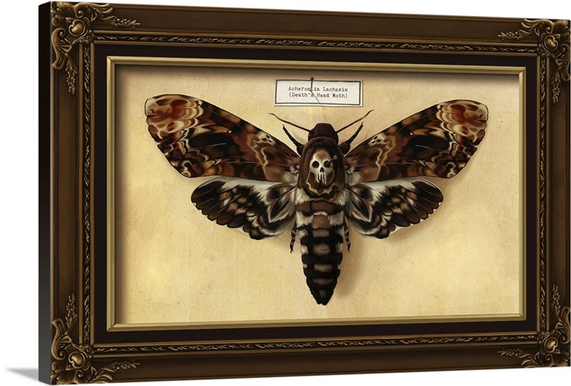 Death's Head Moth: Retro Art Poster | Great Big Canvas