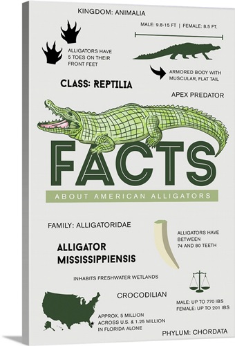 Facts About American Alligators Wall Art, Canvas Prints, Framed Prints ...