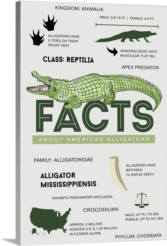 Facts About American Alligators | Great Big Canvas