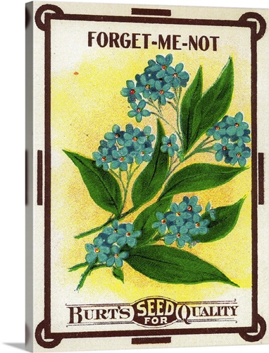 Forget Me Not Seed Packet | Great Big Canvas
