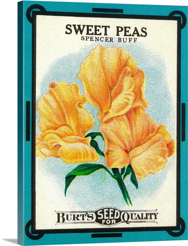 Sweet Peas Seed Packet | Great Big Canvas
