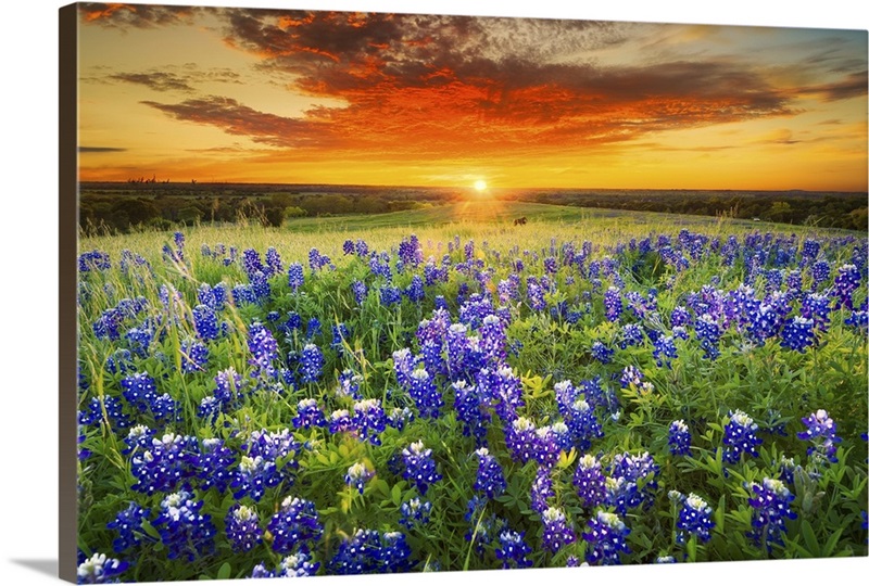 Texas Bluebonnet Flower Field & Sunset | Great Big Canvas