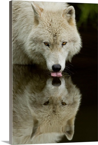 Wolf Drinking | Great Big Canvas