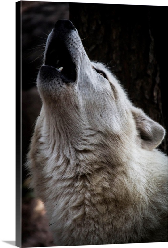 Wolf Howling | Great Big Canvas