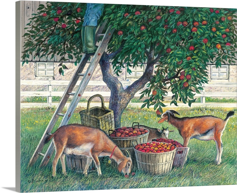 Apple Lovers - Goats | Great Big Canvas