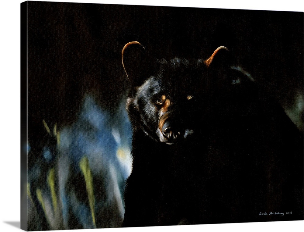 Black bear at night Wall Art, Canvas Prints, Framed Prints, Wall Peels ...