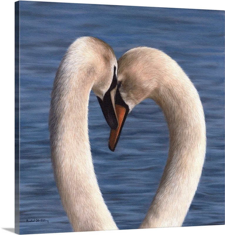 Pair Of Mute Swans Embracing Against A Blue Water Background | Great ...