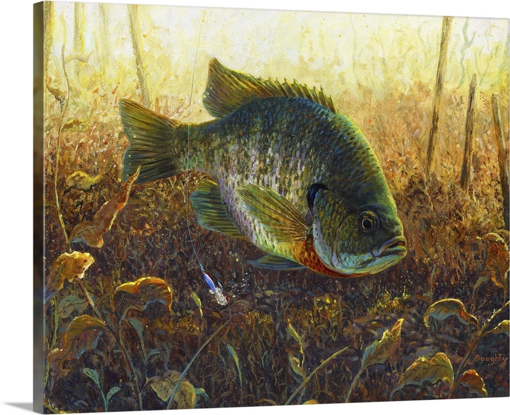 Bluegill Wall Art, Canvas Prints, Framed Prints, Wall Peels | Great Big ...