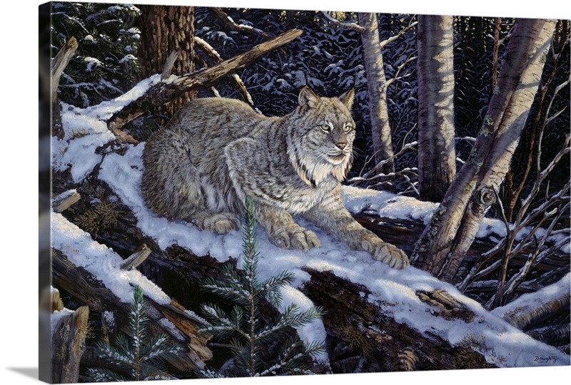 Snow Moon Lynx | Great Big Canvas