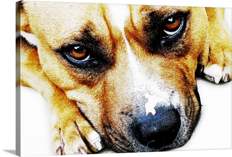 Bull Terrier Eyes | Great Big Canvas