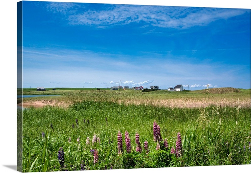 Canada, Prince Edward Island: Wild Flowers, Lupinus | Great Big Canvas