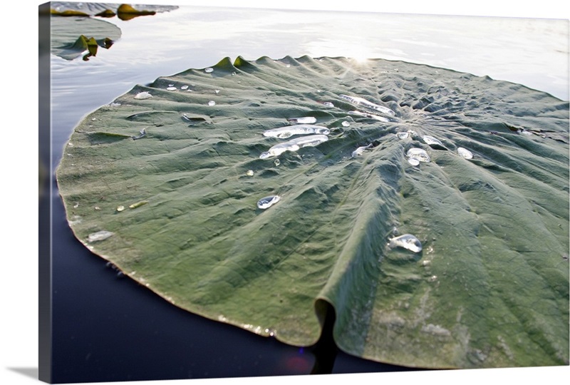 floating leaf | Great Big Canvas