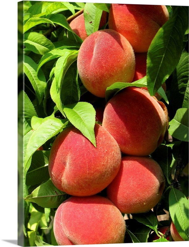 Peaches | Great Big Canvas