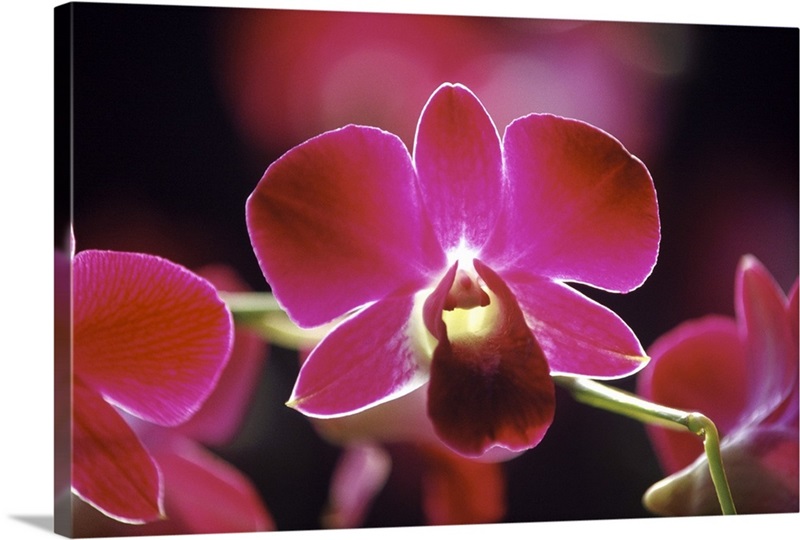 Red orchid | Great Big Canvas