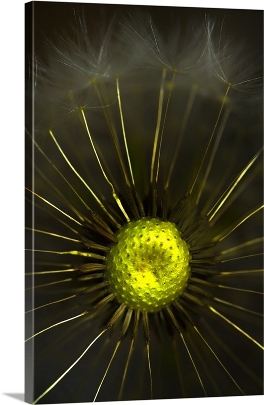 Abstract Dandelion | Great Big Canvas