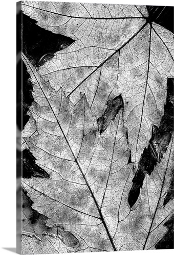 Black and White Maples | Great Big Canvas