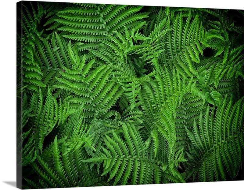 Flowing Ferns | Great Big Canvas