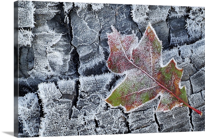 Frosted Oak Leaf on Frozen Logs | Great Big Canvas