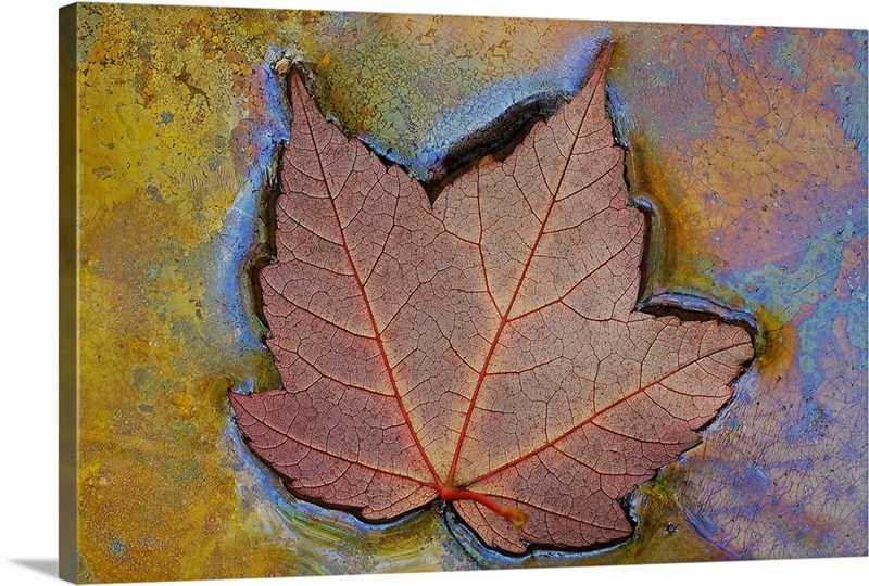Maple in Swamp Oil | Great Big Canvas