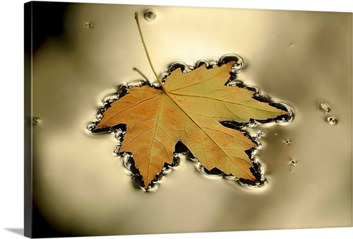Maple Leaf Floating in a Platinum Puddle | Great Big Canvas