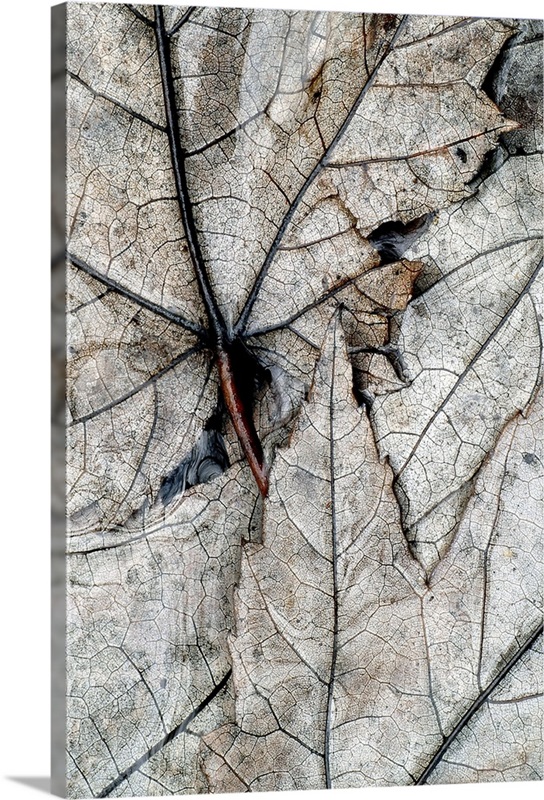 Maples Drained of Color | Great Big Canvas