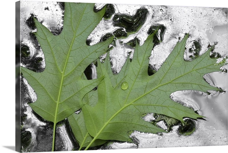 Maples on White | Great Big Canvas