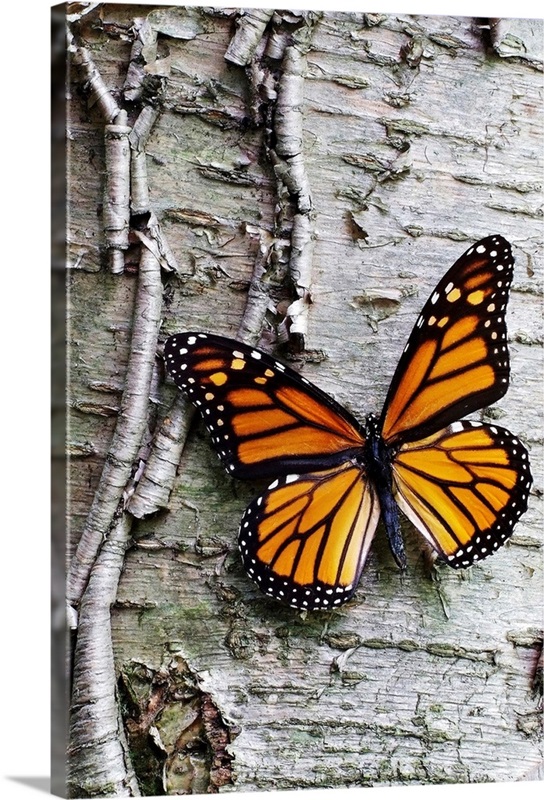 Monarch on Birch | Great Big Canvas